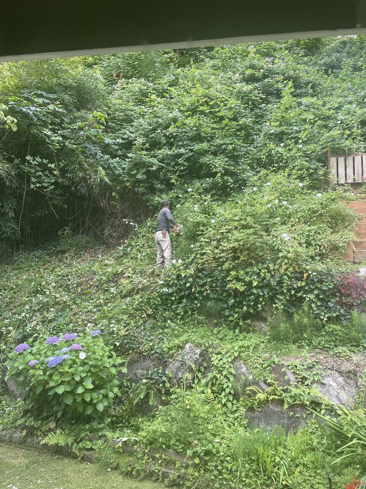 Tips for Blackberry and Vine Removal in Seattle, Washington - Seattle ...